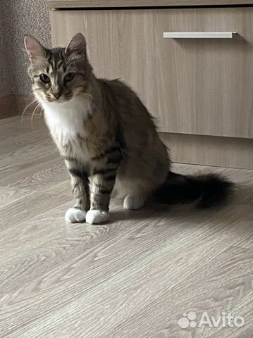 Карамелька в добрые руки