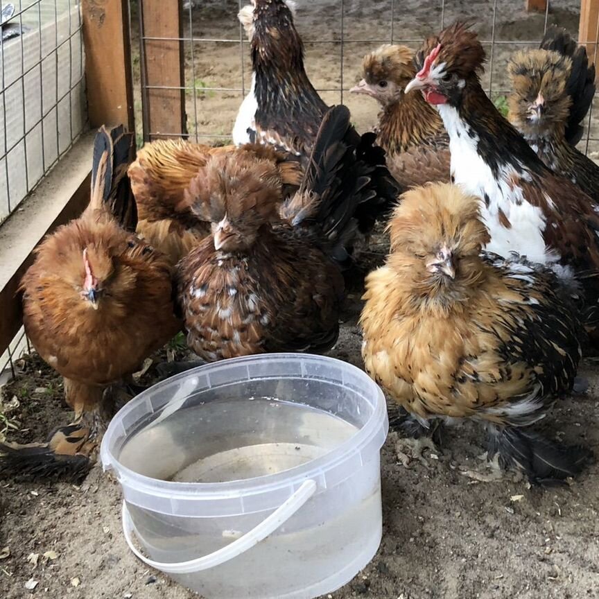 Куры Бентамки