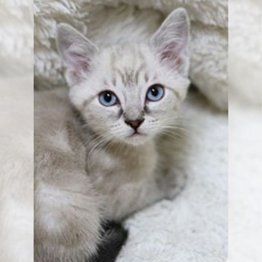 Тайский котёнок