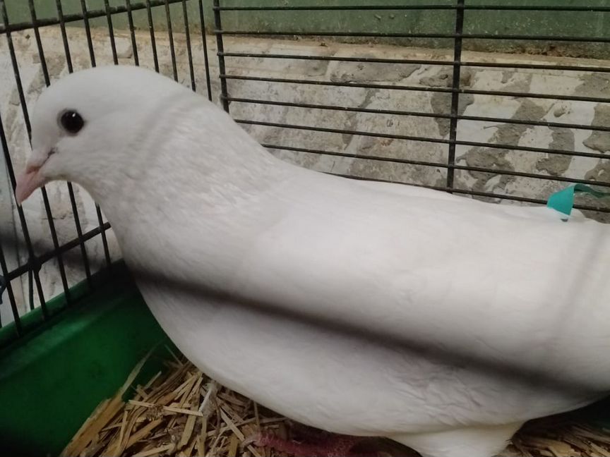 Голуби пермские