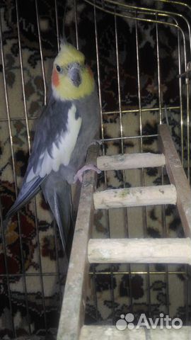 Попугай корелла