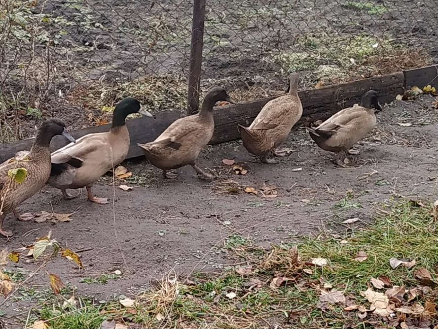 Утки Хаки Кемпбелл