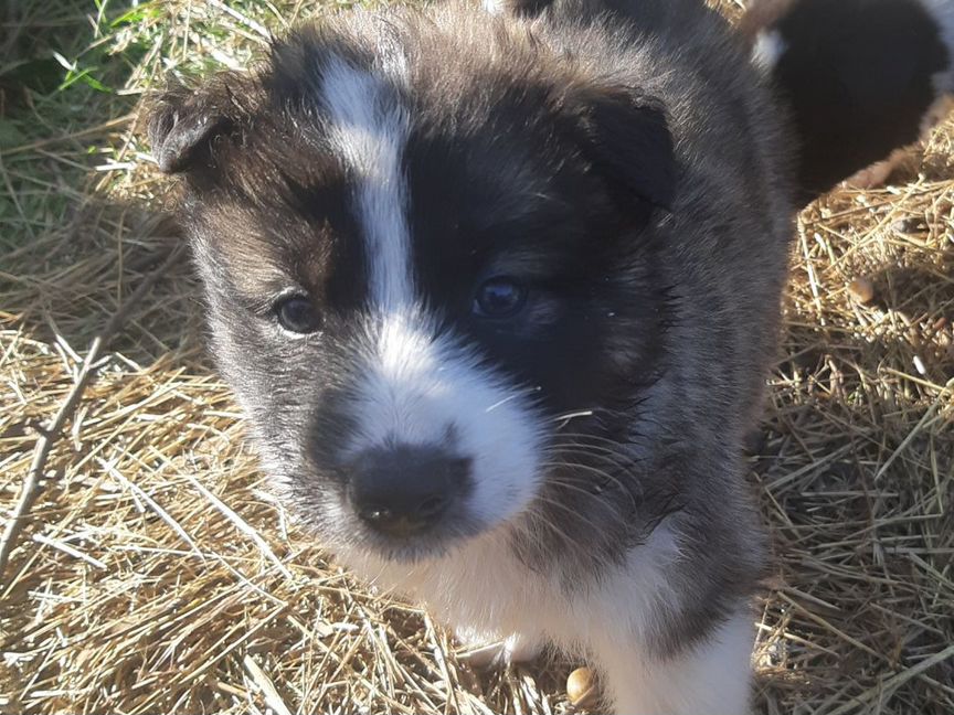 Средний щенок 2 м