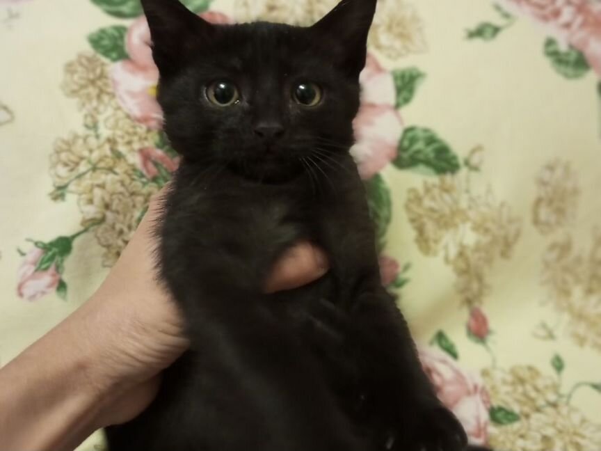 Котенок, мальчик, ответственным людям