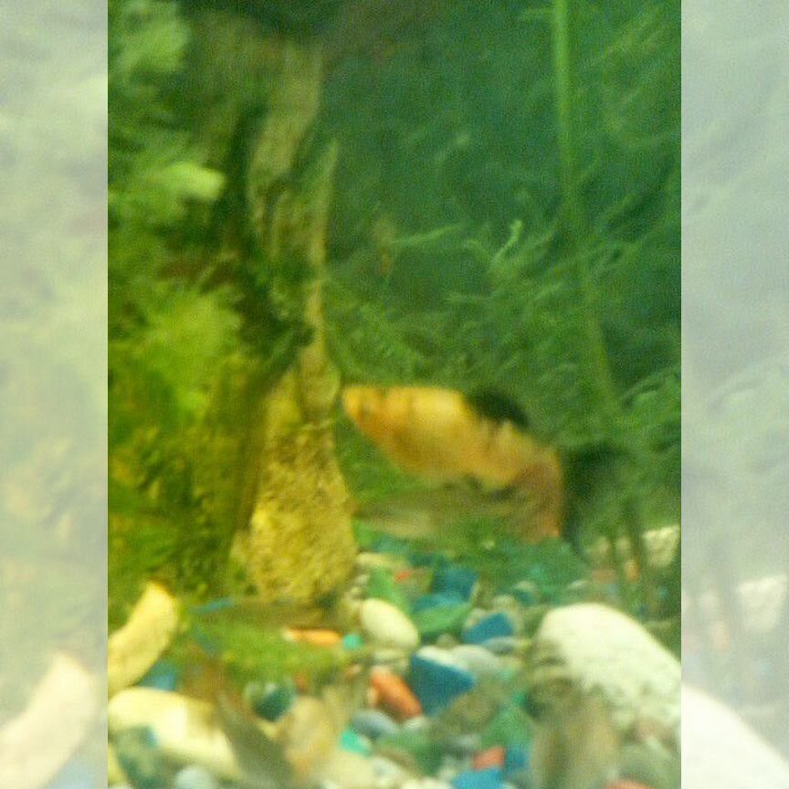 Меняю малинезий на валиснерию спиральную