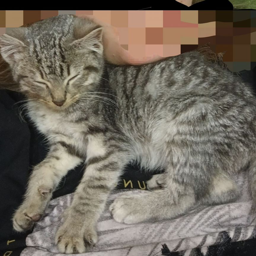 Кошечка