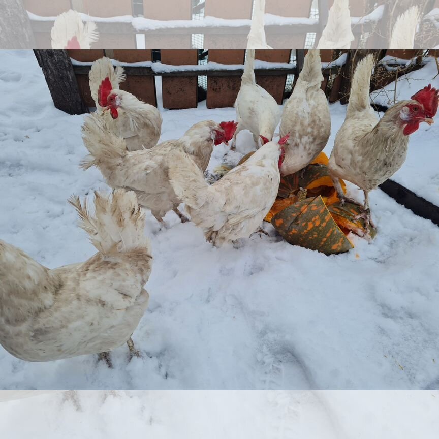 Куры несушки декалб