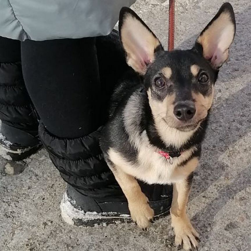 Девочка красавица