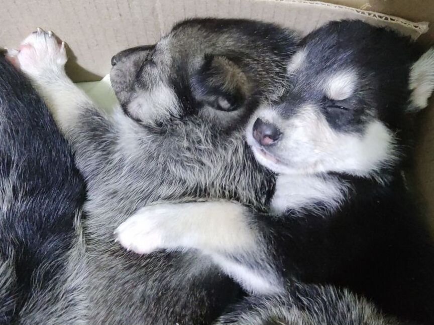 Щенки сибирской хаски