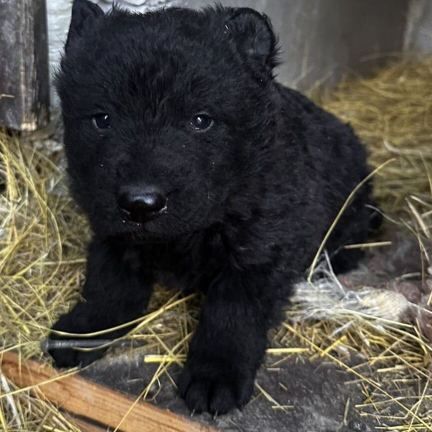 Немецкая овчарка, щенок