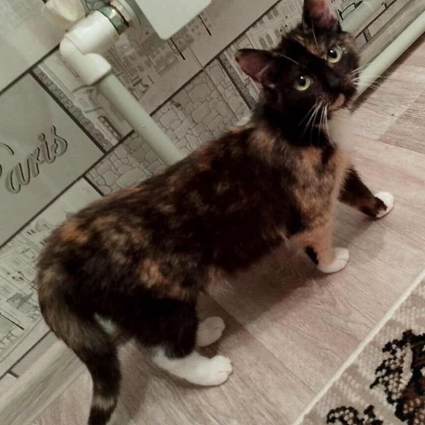 Котёнок в добрые руки