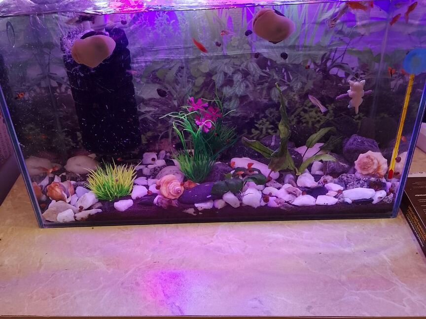 Продам готовый аквариум с рыбками и декором