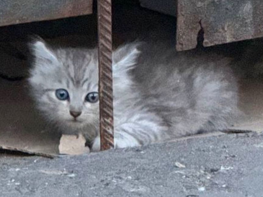 Пост шанс серый пепельный котенок