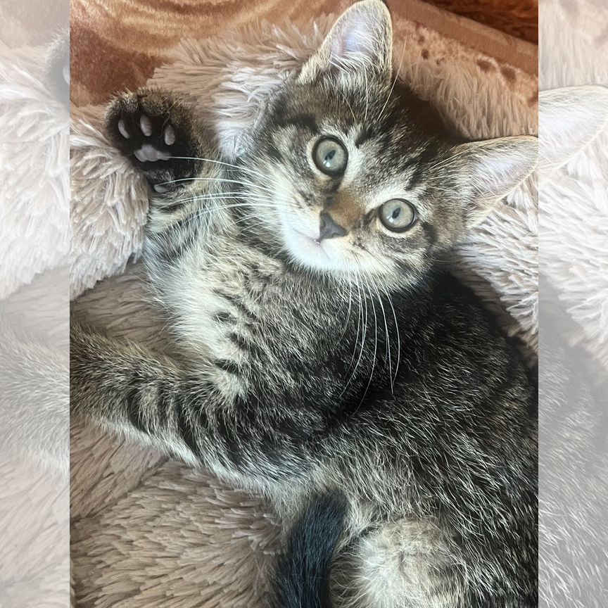 Котенок в добрые руки