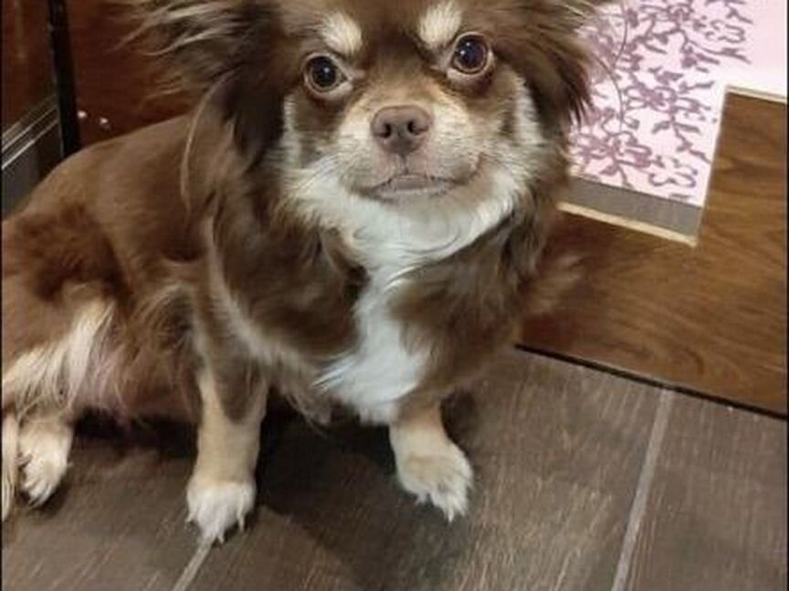 Чихуахуа в добрые руки