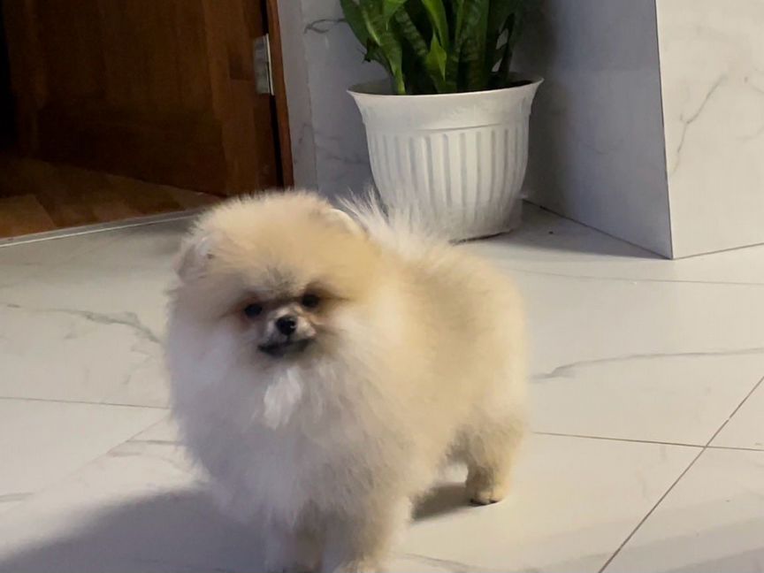 Мальчишка мини пом