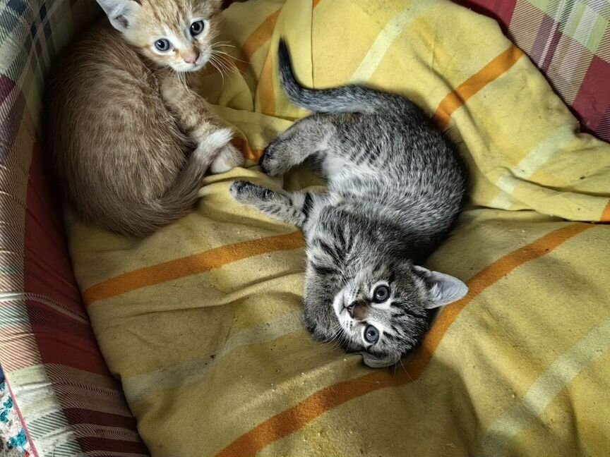 Бесплатно отдам котят в добрые руки