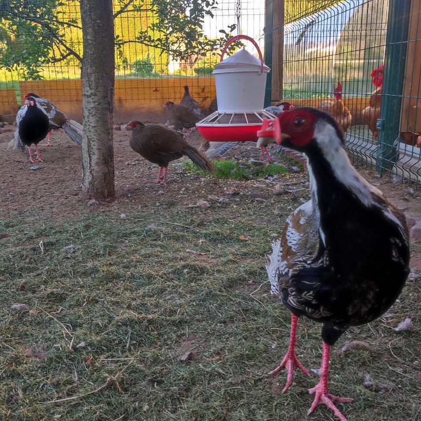 Семья серебряного фазана