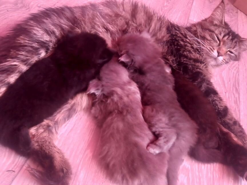 Котята метисы британца и мейн-кун