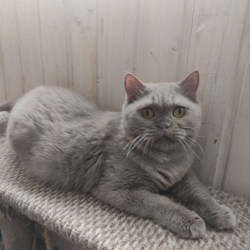 Кошка Буся в заботливые руки