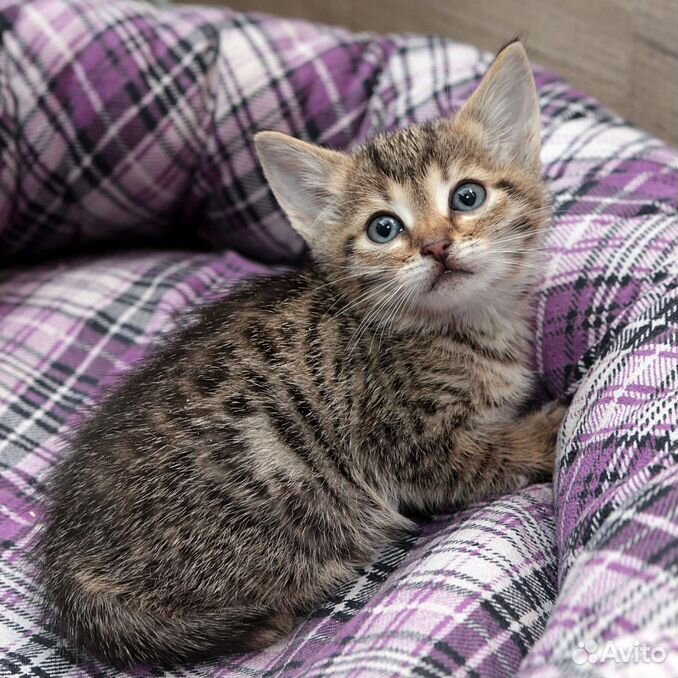 Кошка 1,5 мес