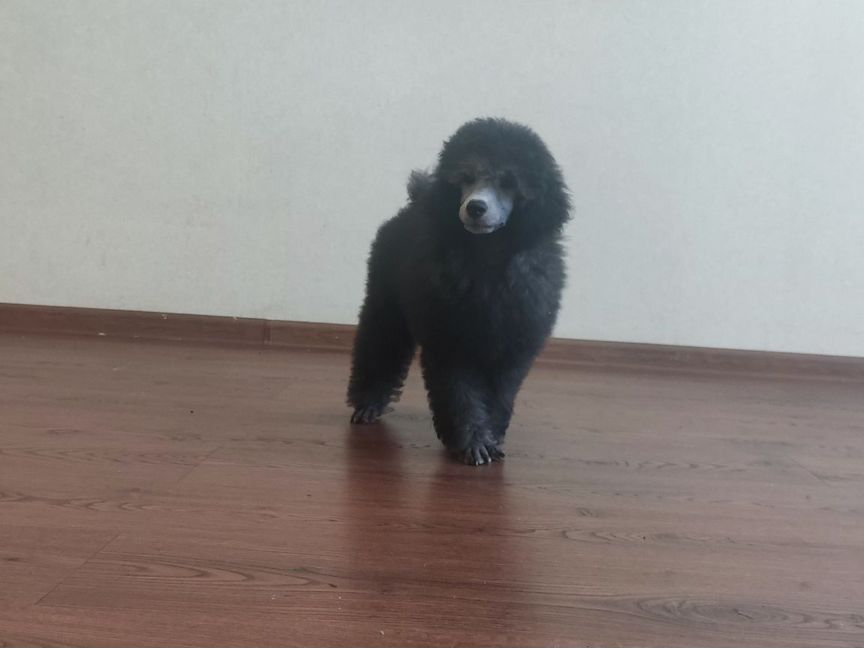 Пудель в небесно голубой шубке