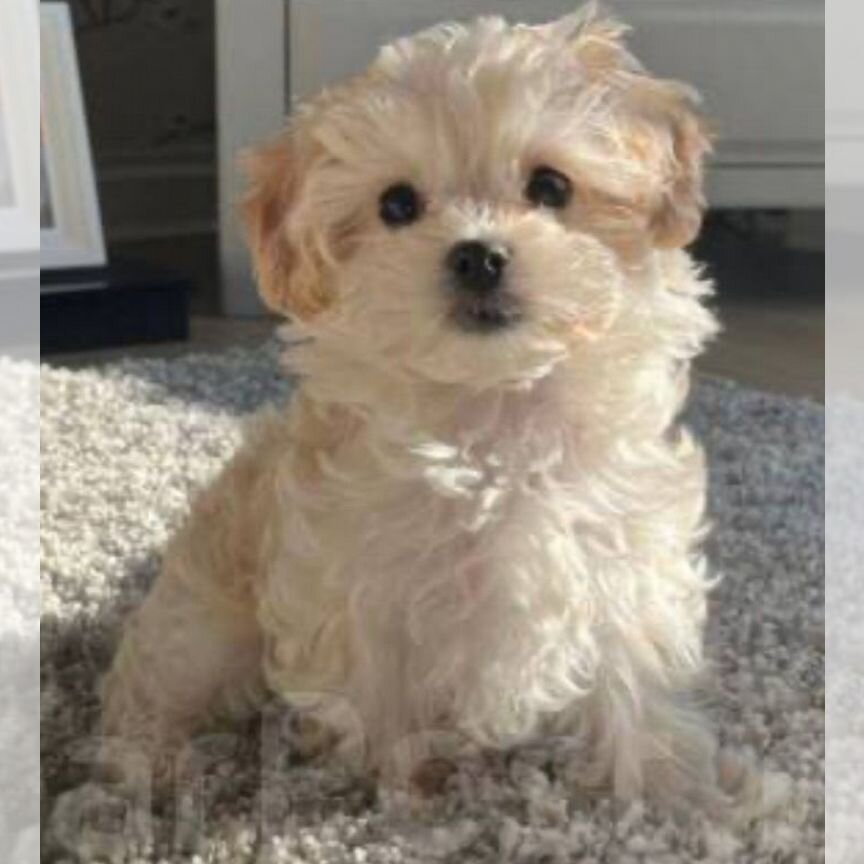 Мальтипу, щенок