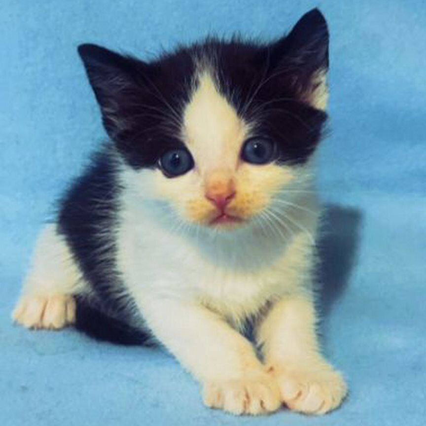 Ласковый котенок от шотландской кошки