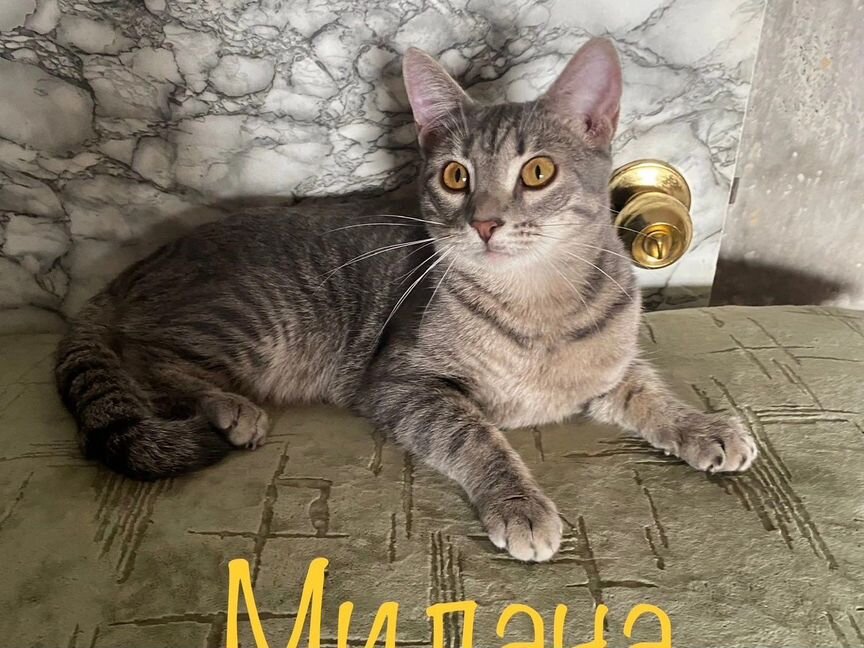 Кошка в дар
