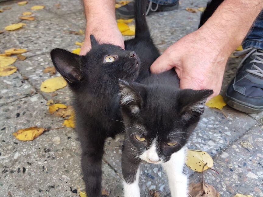 Котята в добрые руки