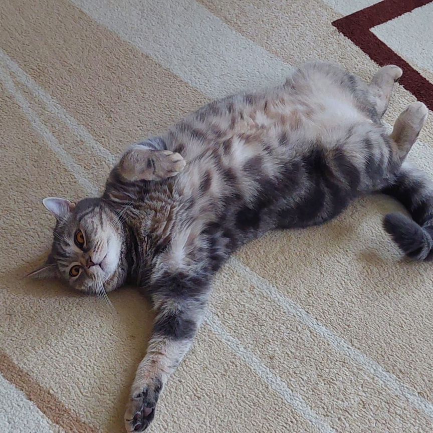 Шотландский кот