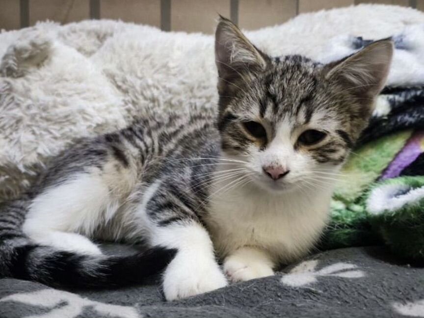 Кошка