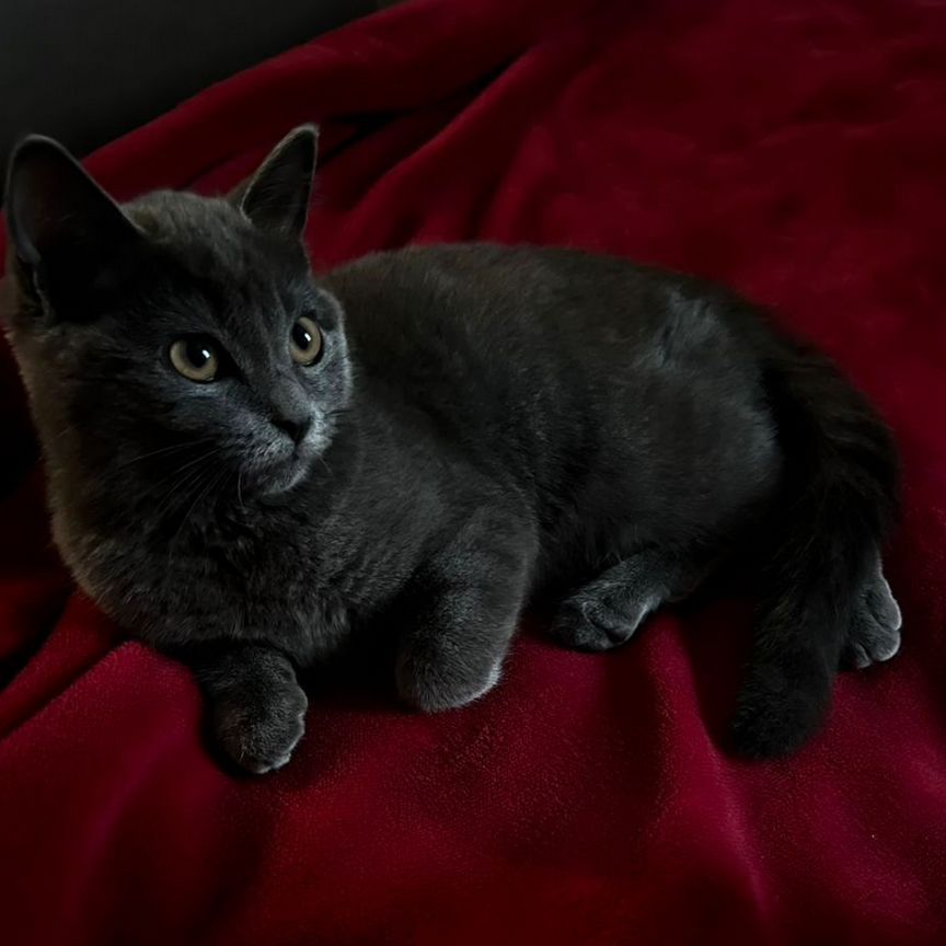 Котенок девочка