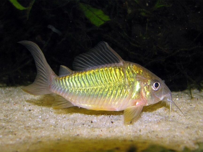 Сом Брохис Изумрудный (арт 4089)