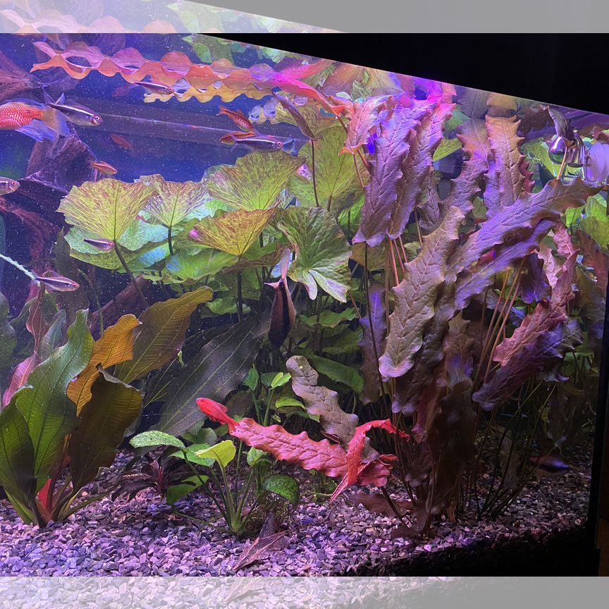 Растения для аквариума