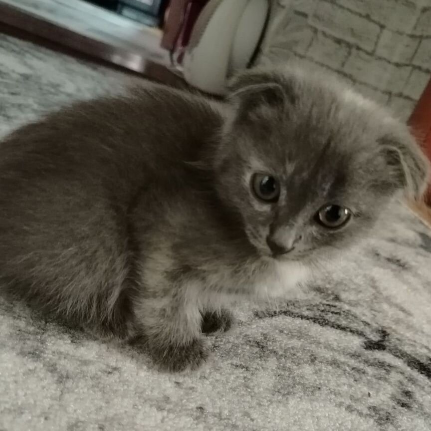 Котята в добрые руки бесплатно