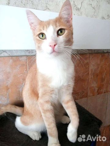 Рыжий котик