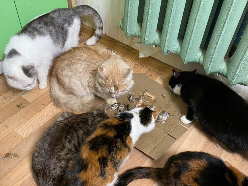 Кошки одни в квартире