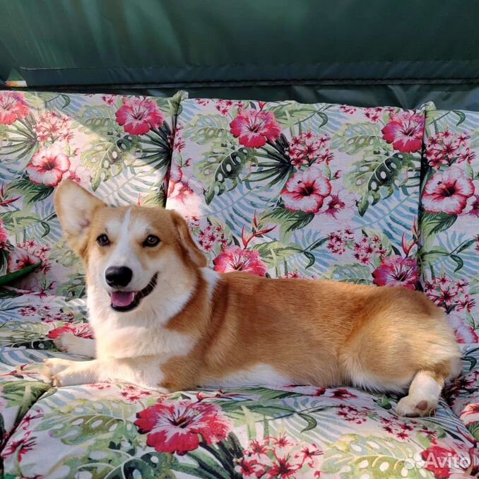 Вельш-корги пемброк вязка