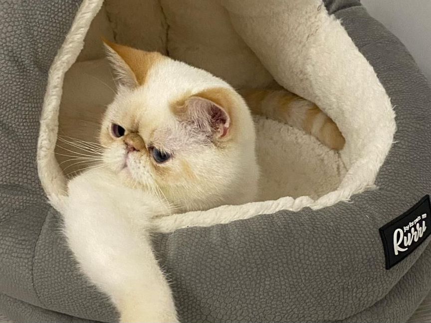 Отдам кота в добрые руки