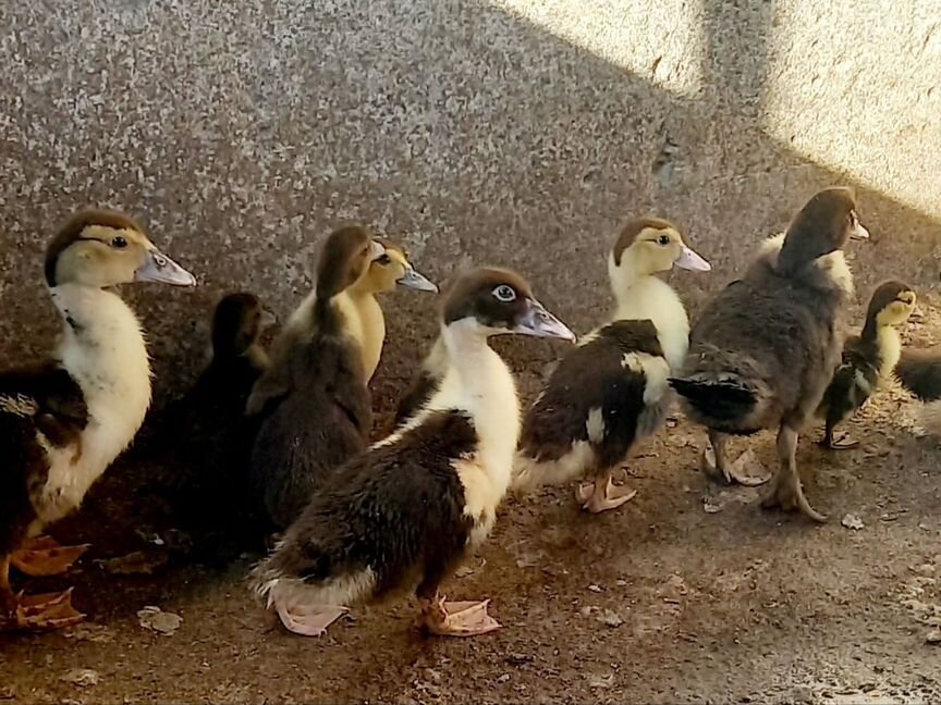 Индоутята подрощенные