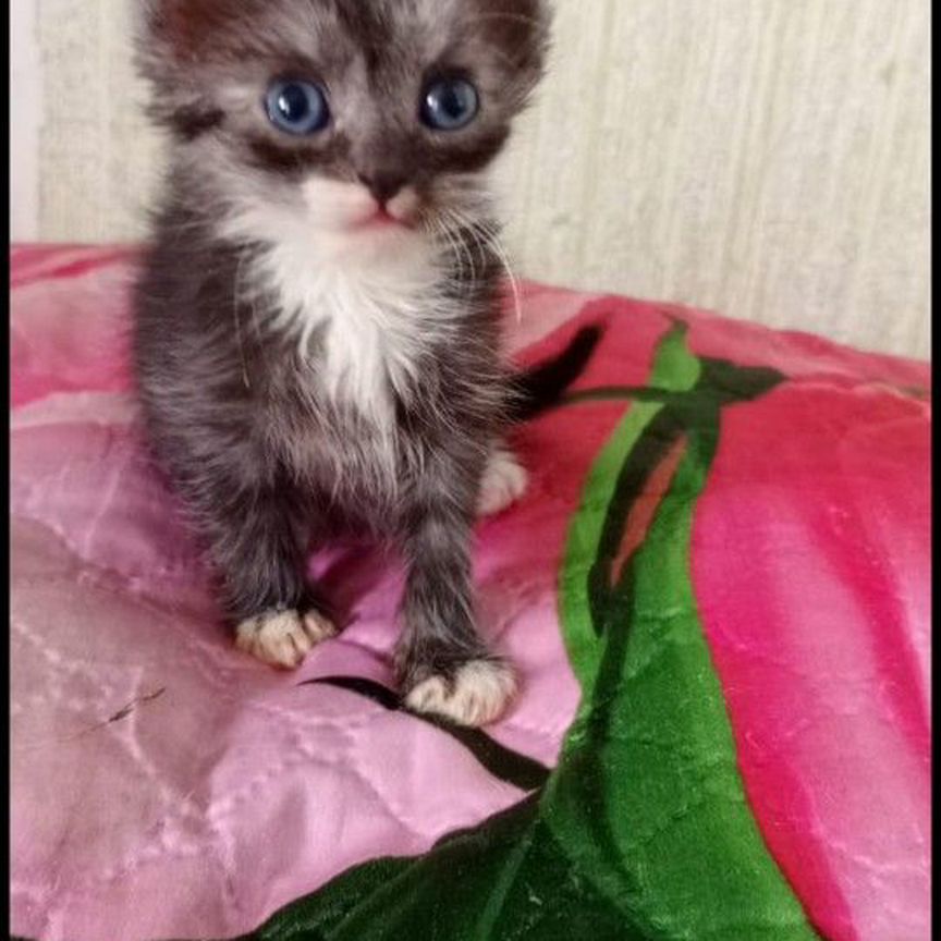 Очень маленькие котята