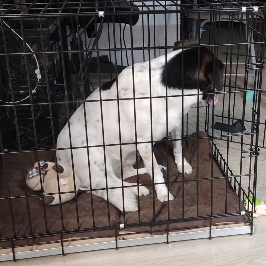 Клетка для собаки бу