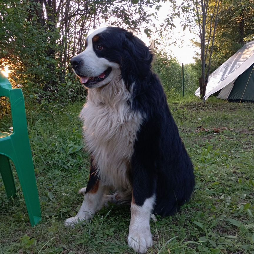 Ищем подругу для хорошего кабеля