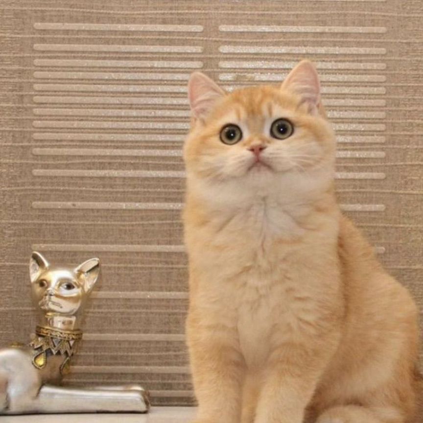 Котик