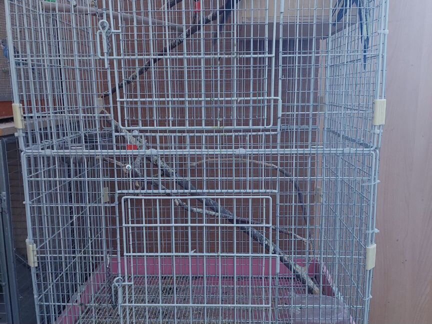 Продам пару попугаев корелл