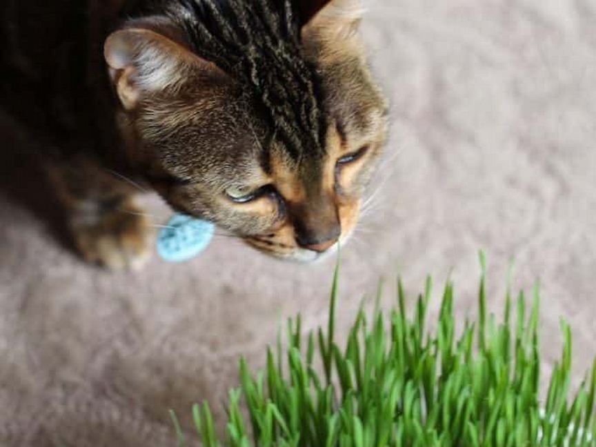 Травянник для кошек, собак, грызунов