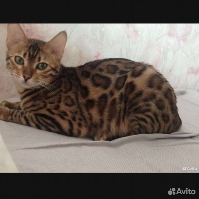 Бенгальская кошечка