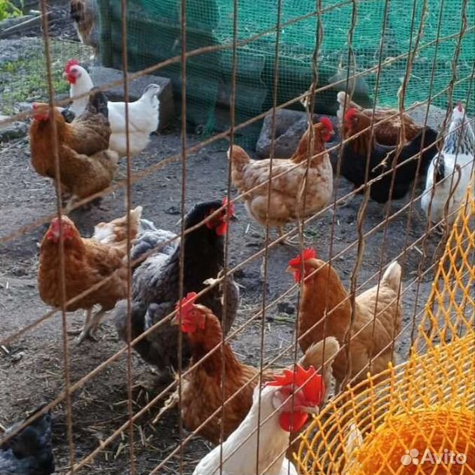 Куры несушки оптом