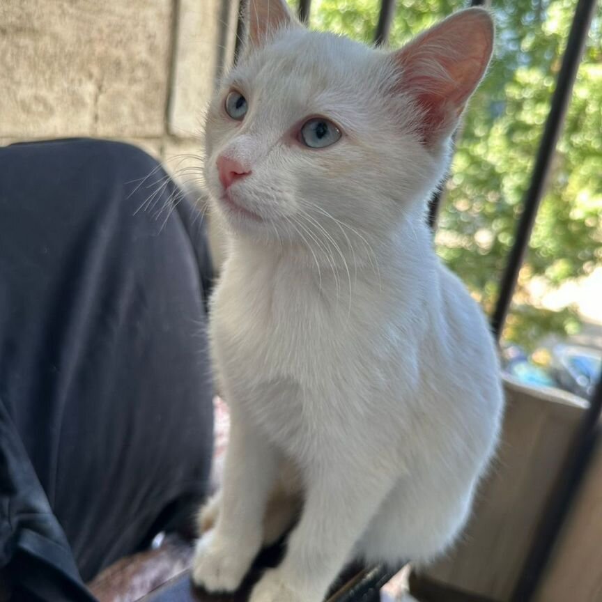 Котик